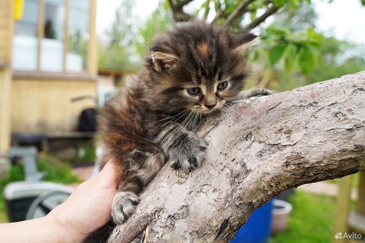 Трехцветная пушистая кошечка Мидка - ищет хозяев