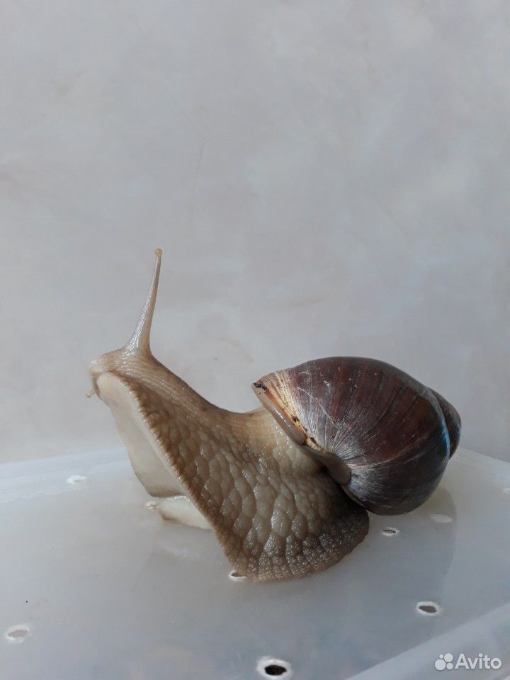 Улитка ахатина