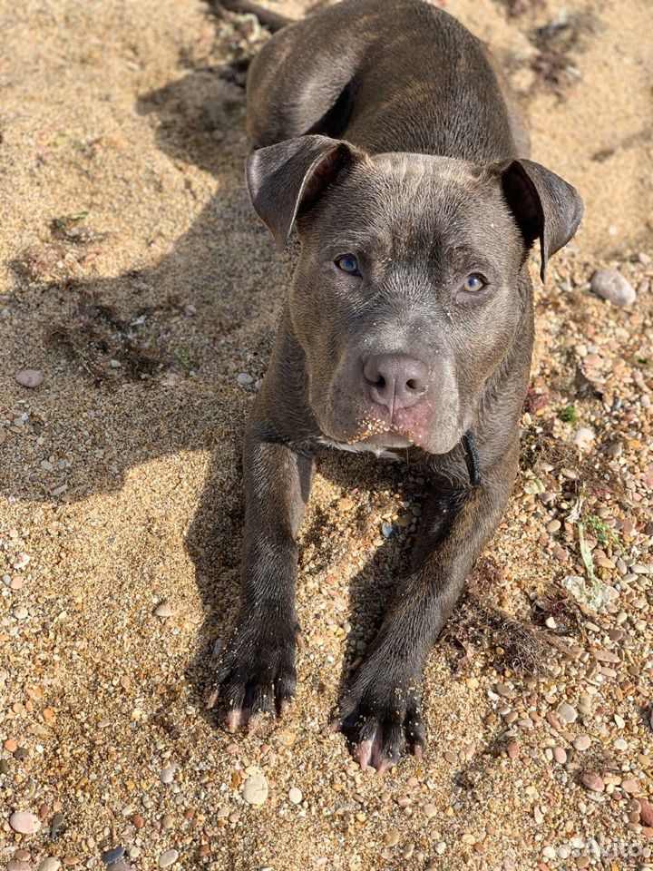 Американский стаф