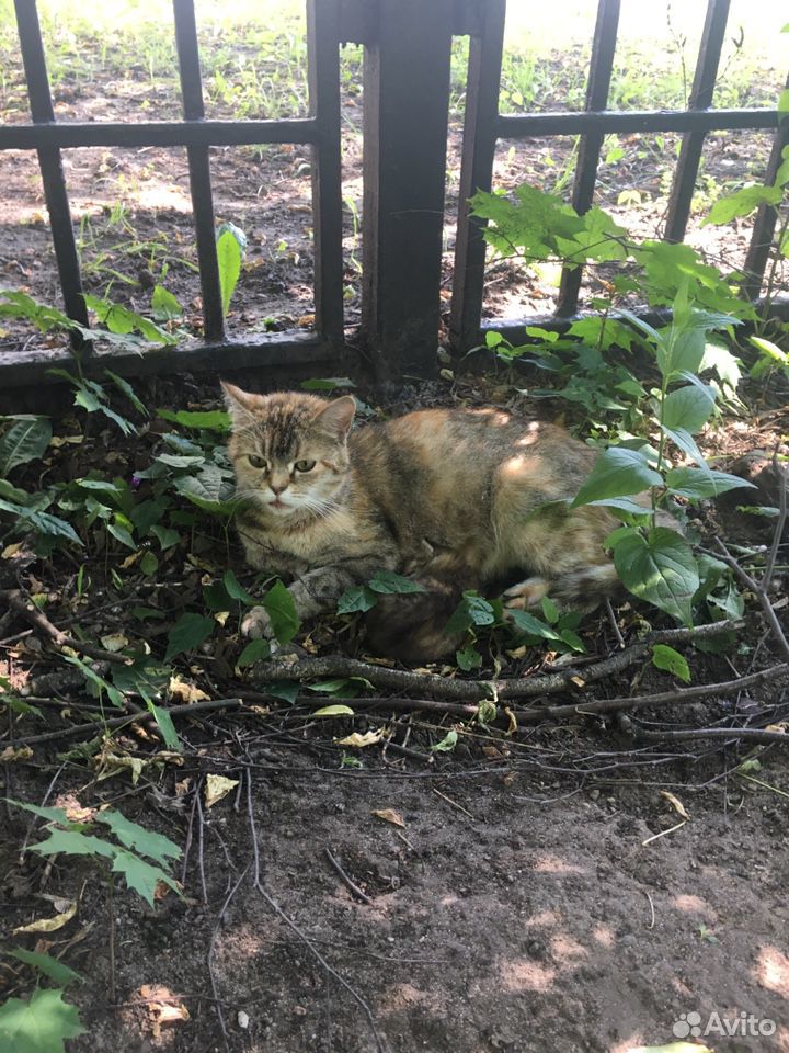 Кошка и её котёнок кроха на улице