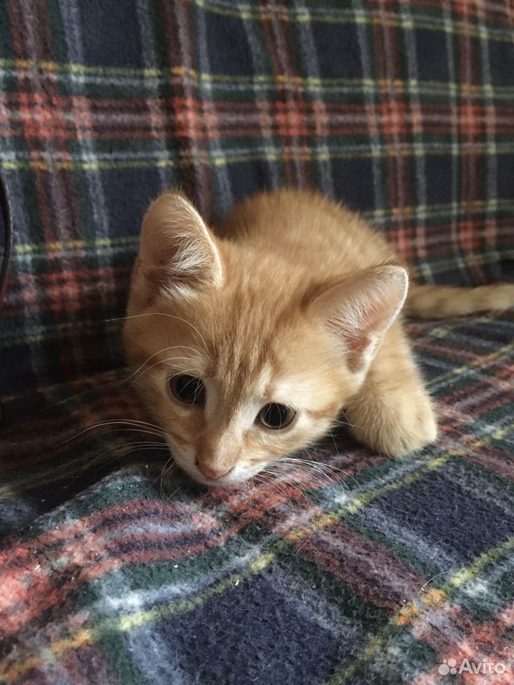 Котёнок Шуберт