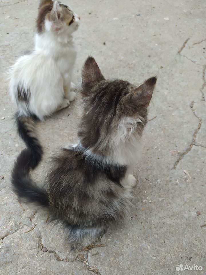 Нашли котенков. Отдаем в хорошие руки