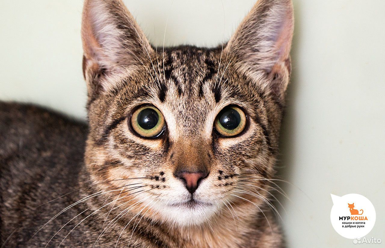 Кэш готов к встрече с любящим хозяином