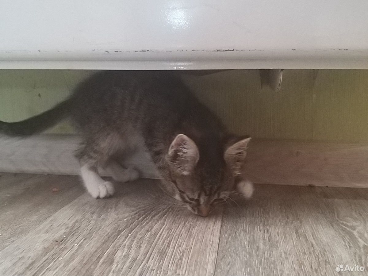 Котенок девочка