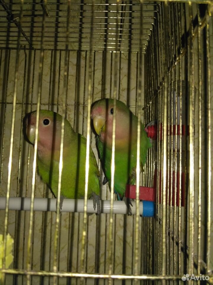 Попугайчики Неразлучны