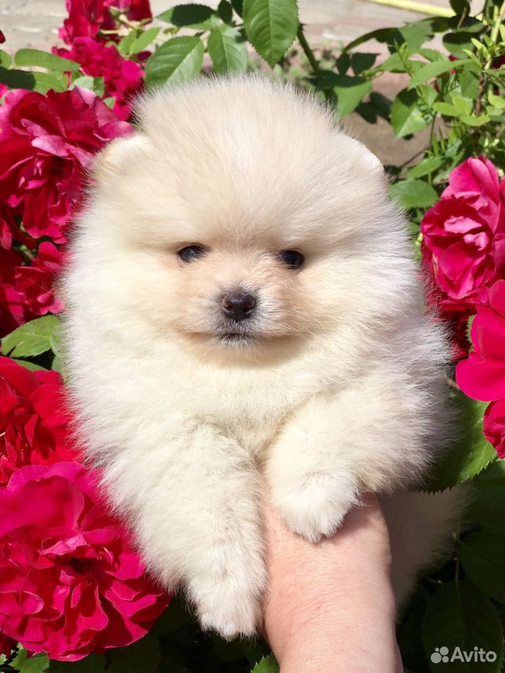 Пломбир. Померанский шпиц