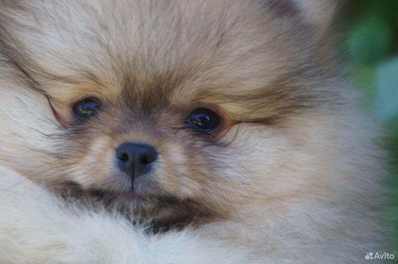 Шпиц щеночки