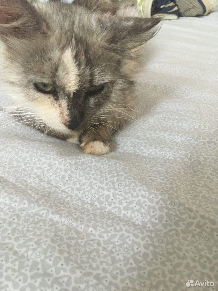 Кошка