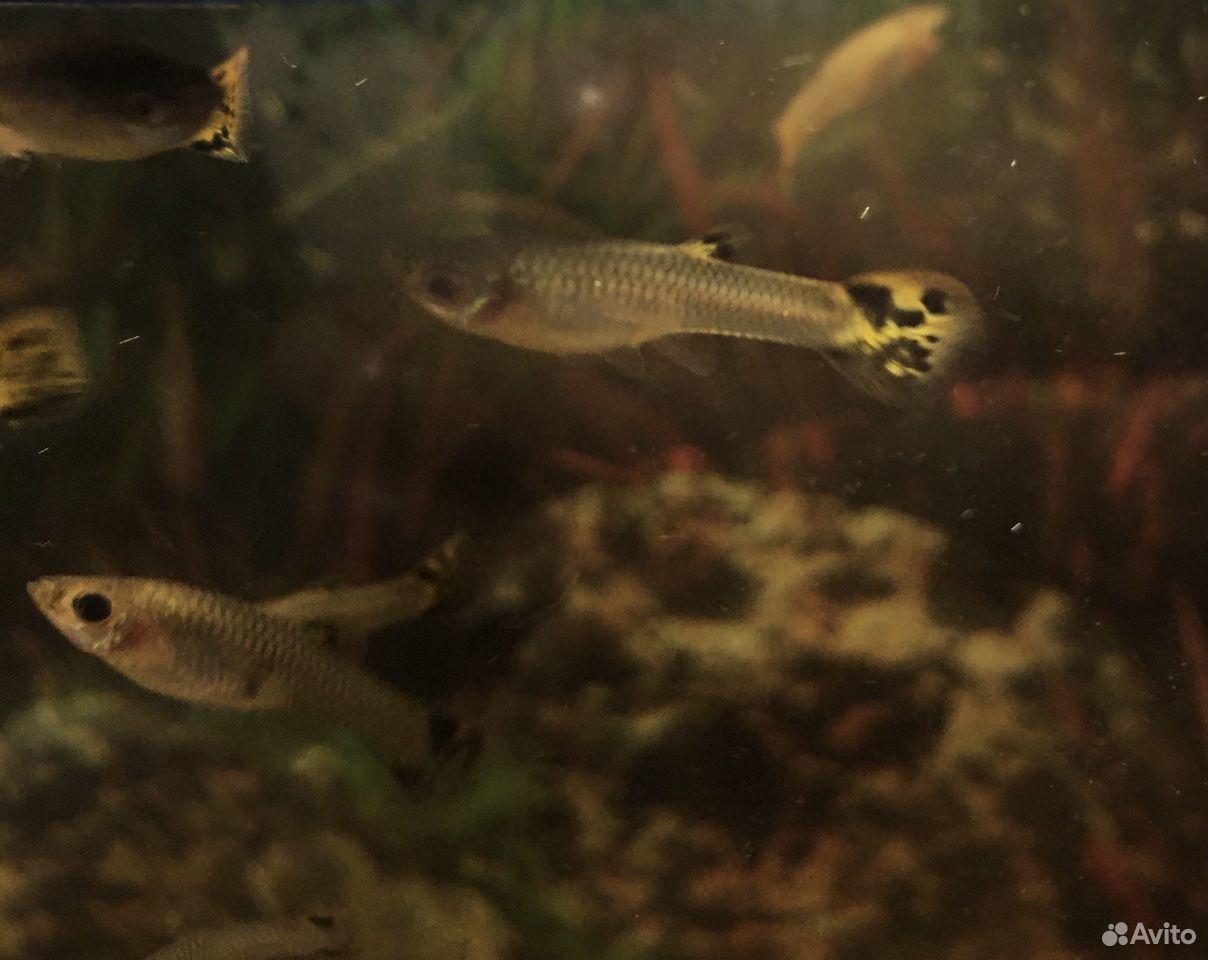 Рыбки гуппи