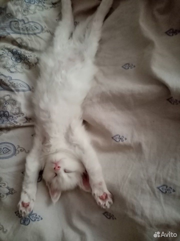 Котик