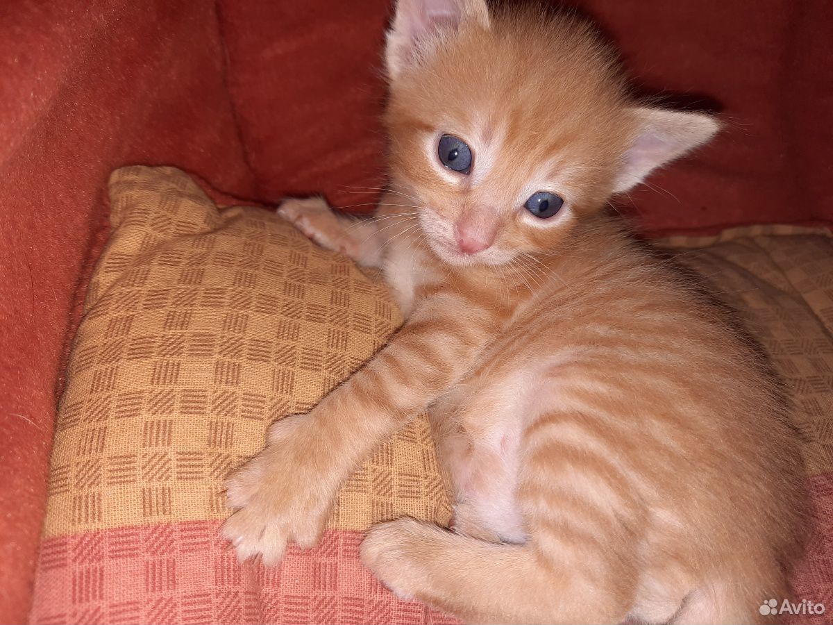 Отдам рыжих котят