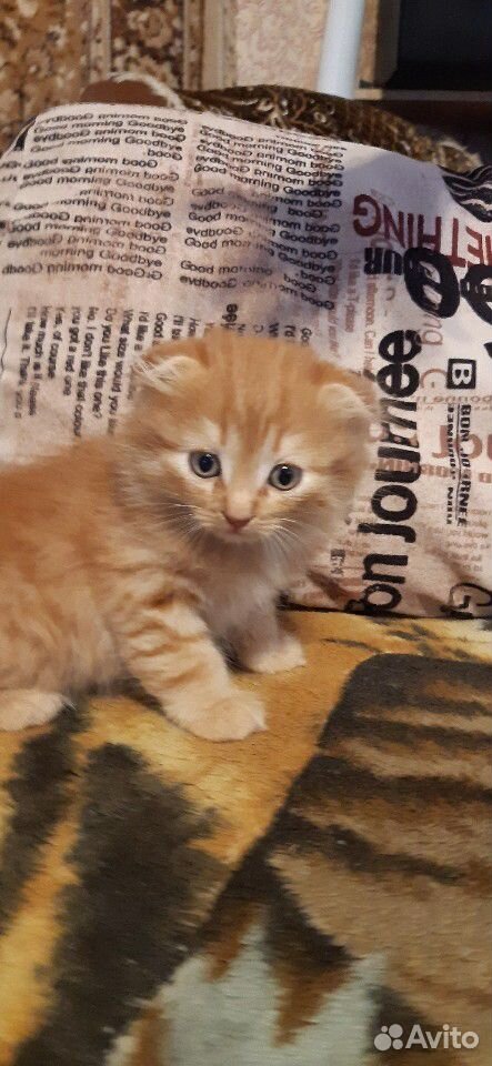 Рыжий хулиган