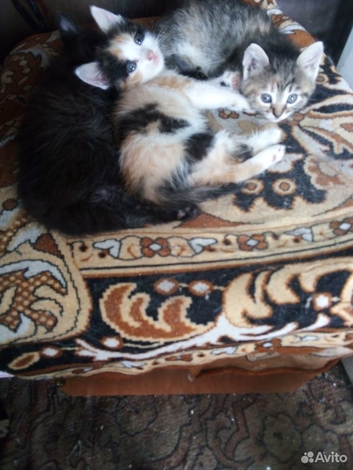Котята 2х месячные