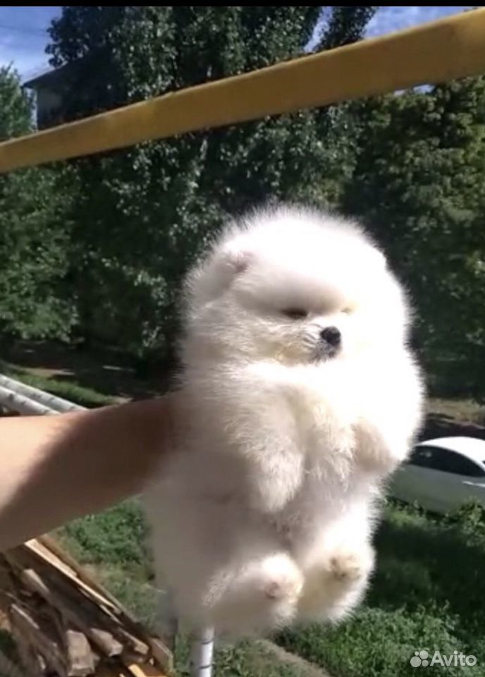 Шпиц белоснежный мишка в Уфе