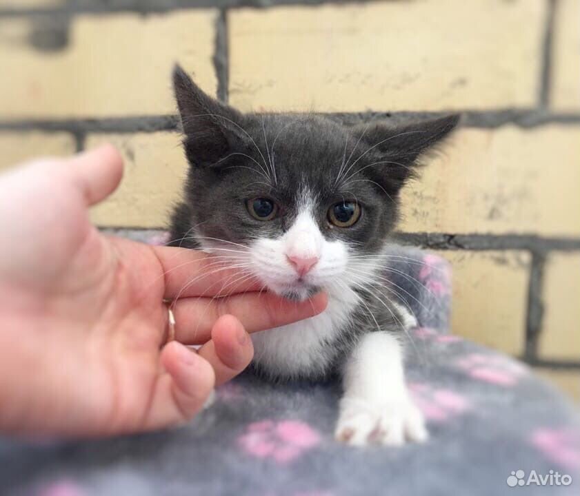 Котёнок очаровательный хочет домой