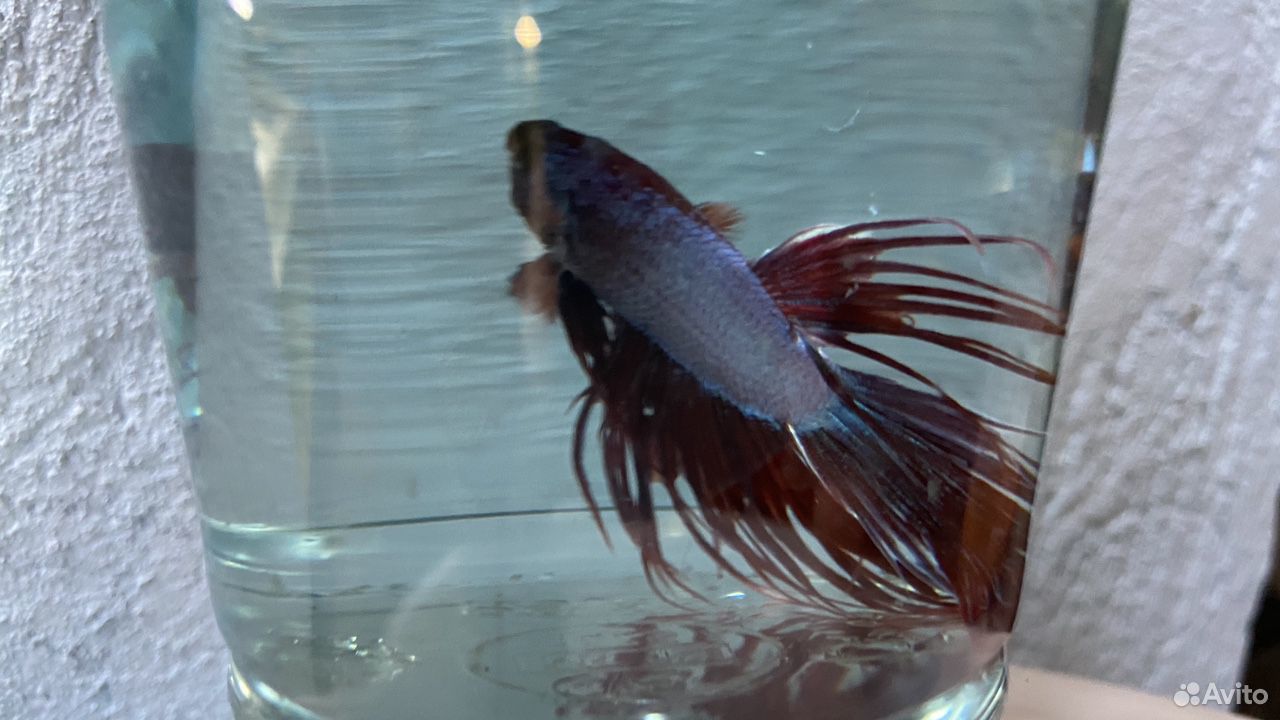 Петушок коронохвостый красная жемчужинка