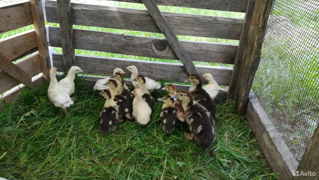 Утята мускусные, гусята