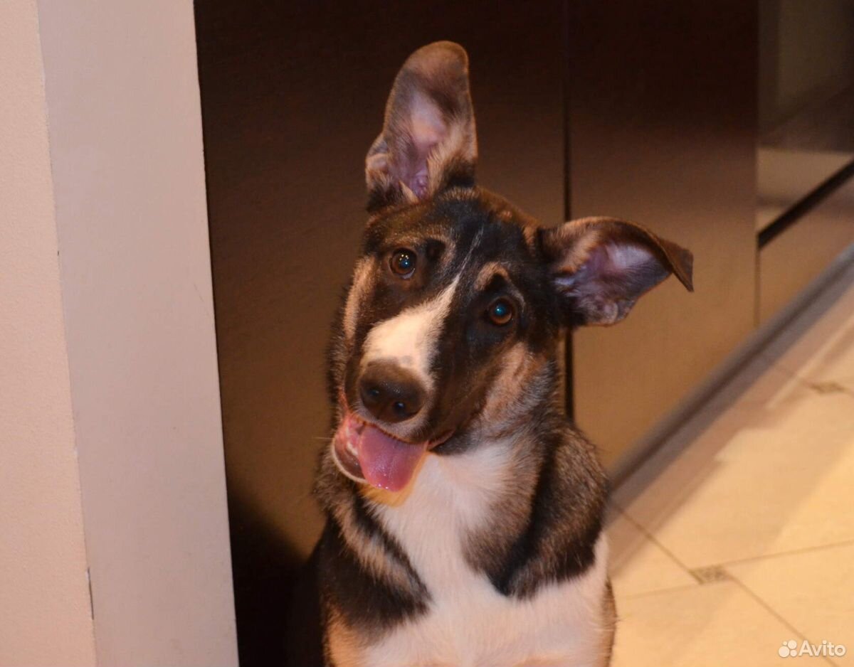 Лимба ищет дом