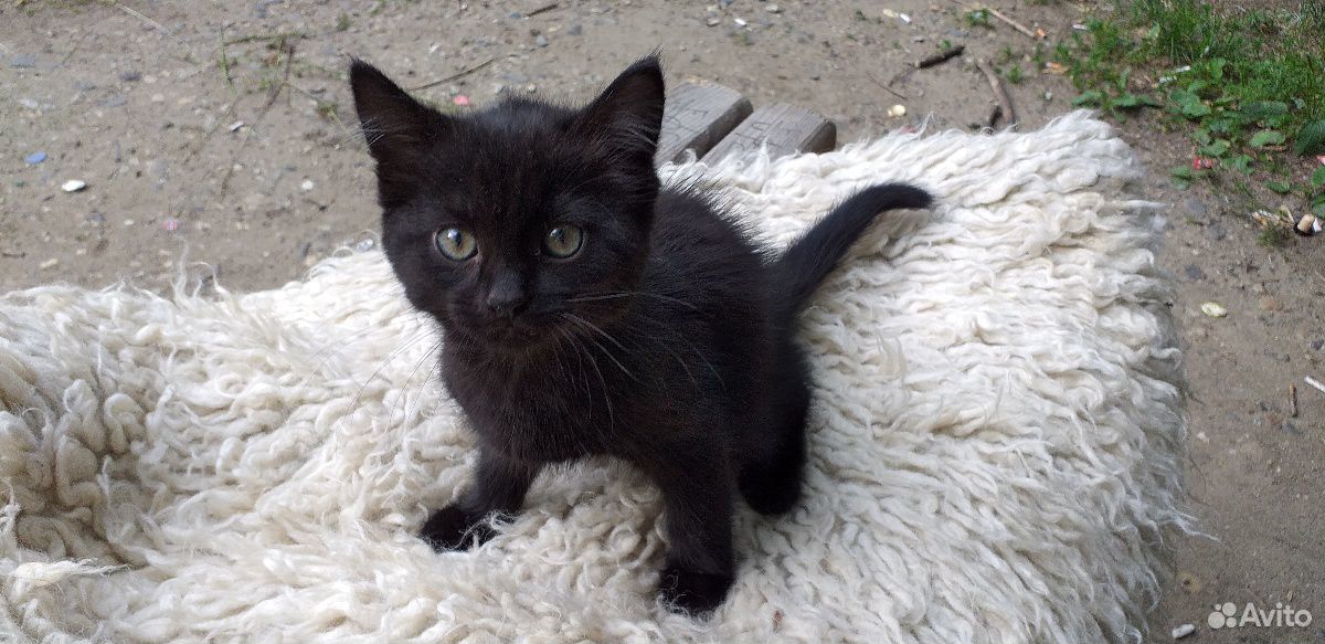 Котенок