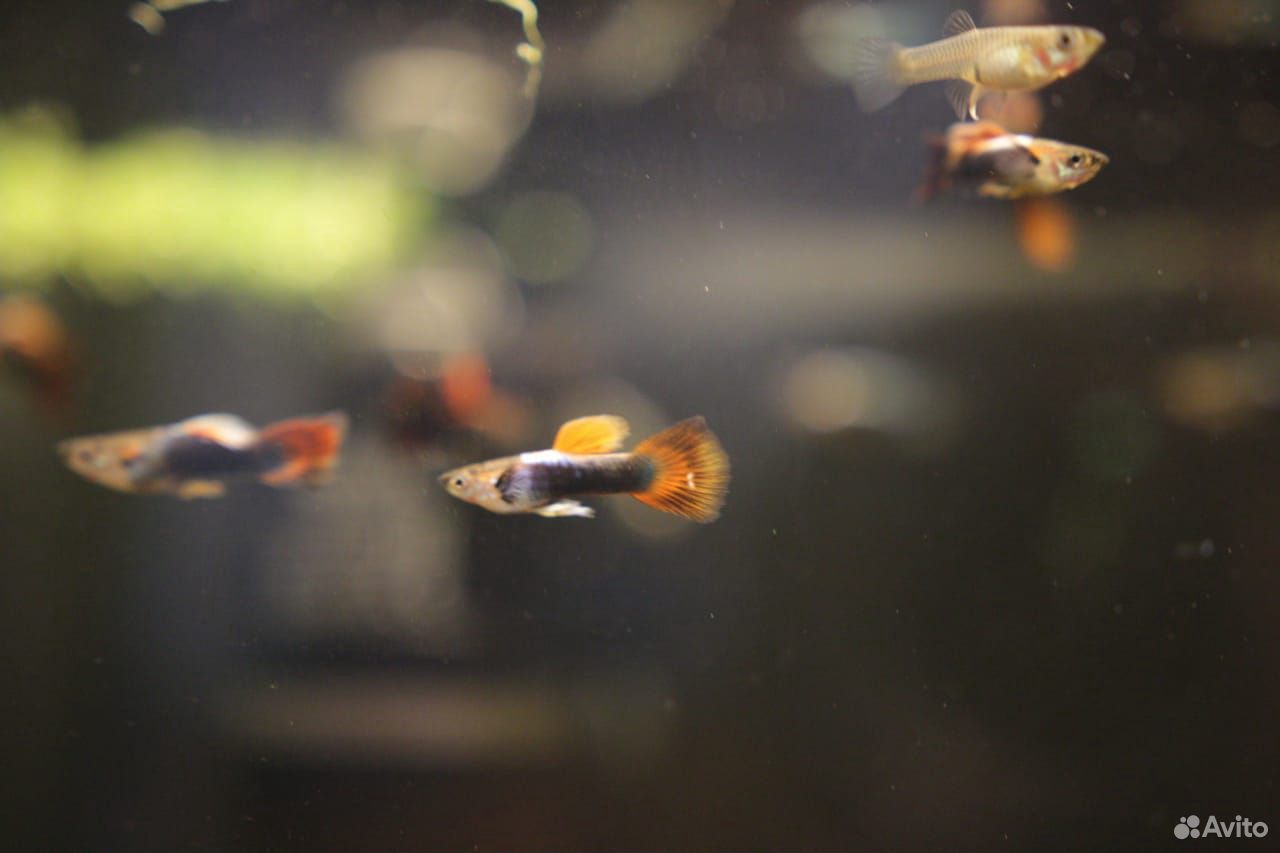 Гуппи