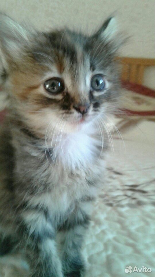 Котенок в добрые руки