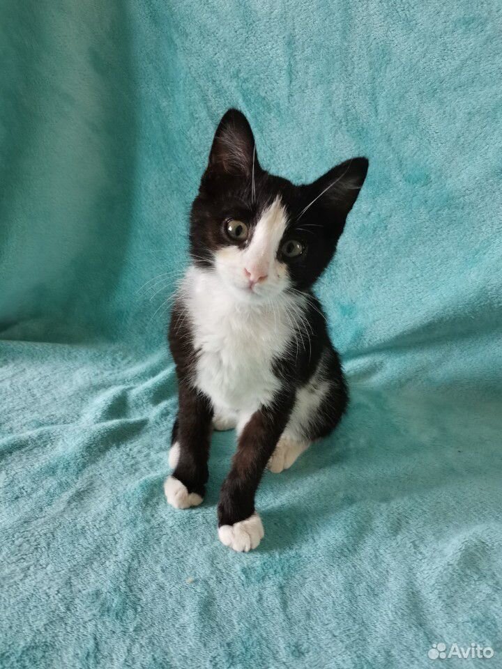 Котенок мальчик ищет дом