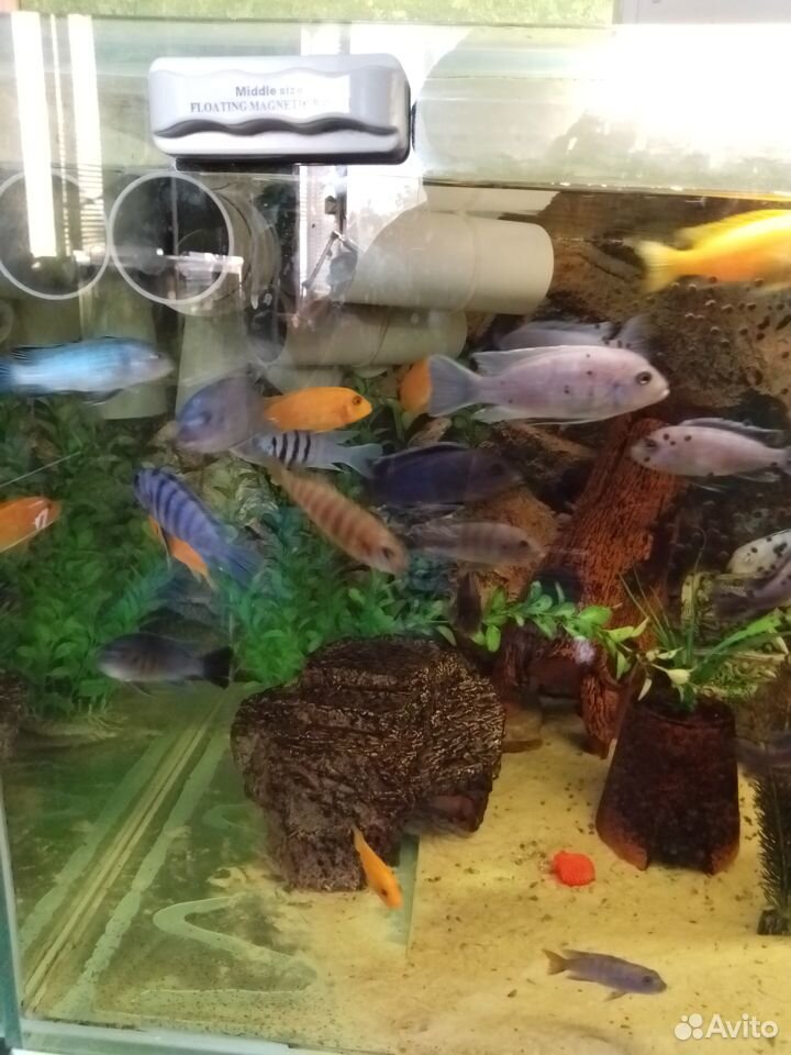 Цихлиды о.Малави