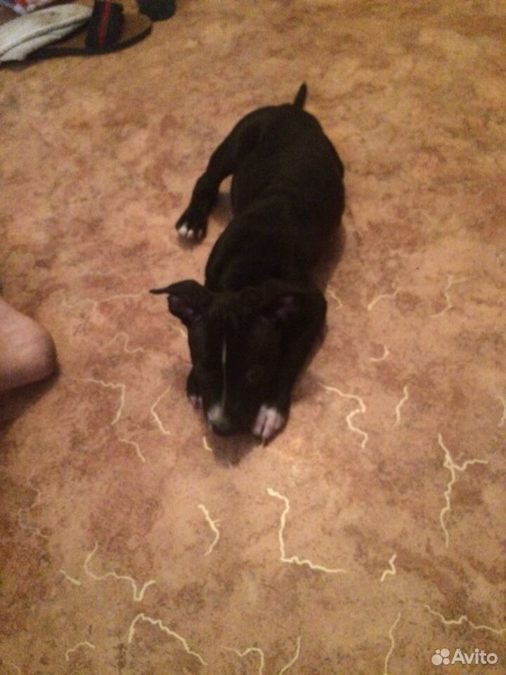 Стаффордшидский терьер