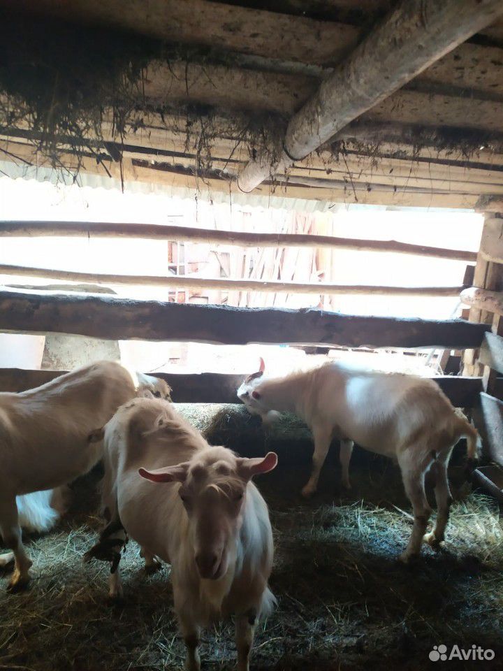 Племенной козёл