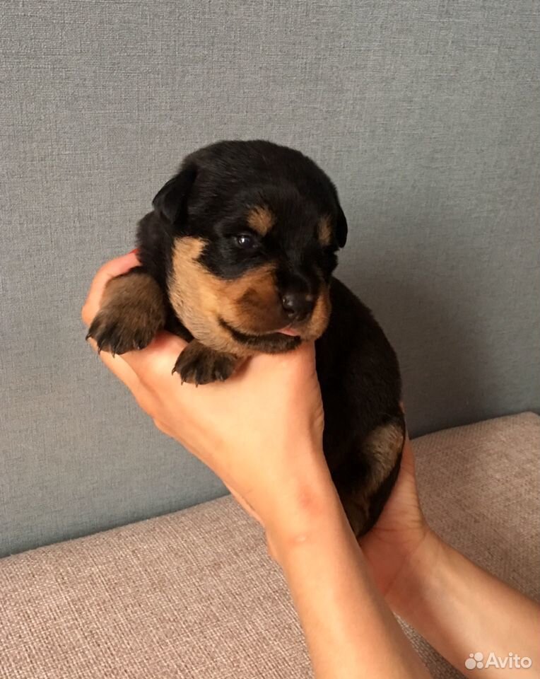 Ротвейлеры щенки