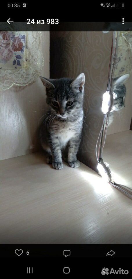 Котенок 3 недели. папа бингал мама обычная