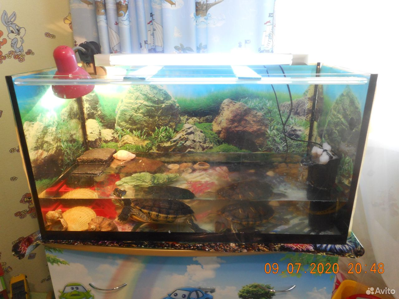 Черепахи - отдаём