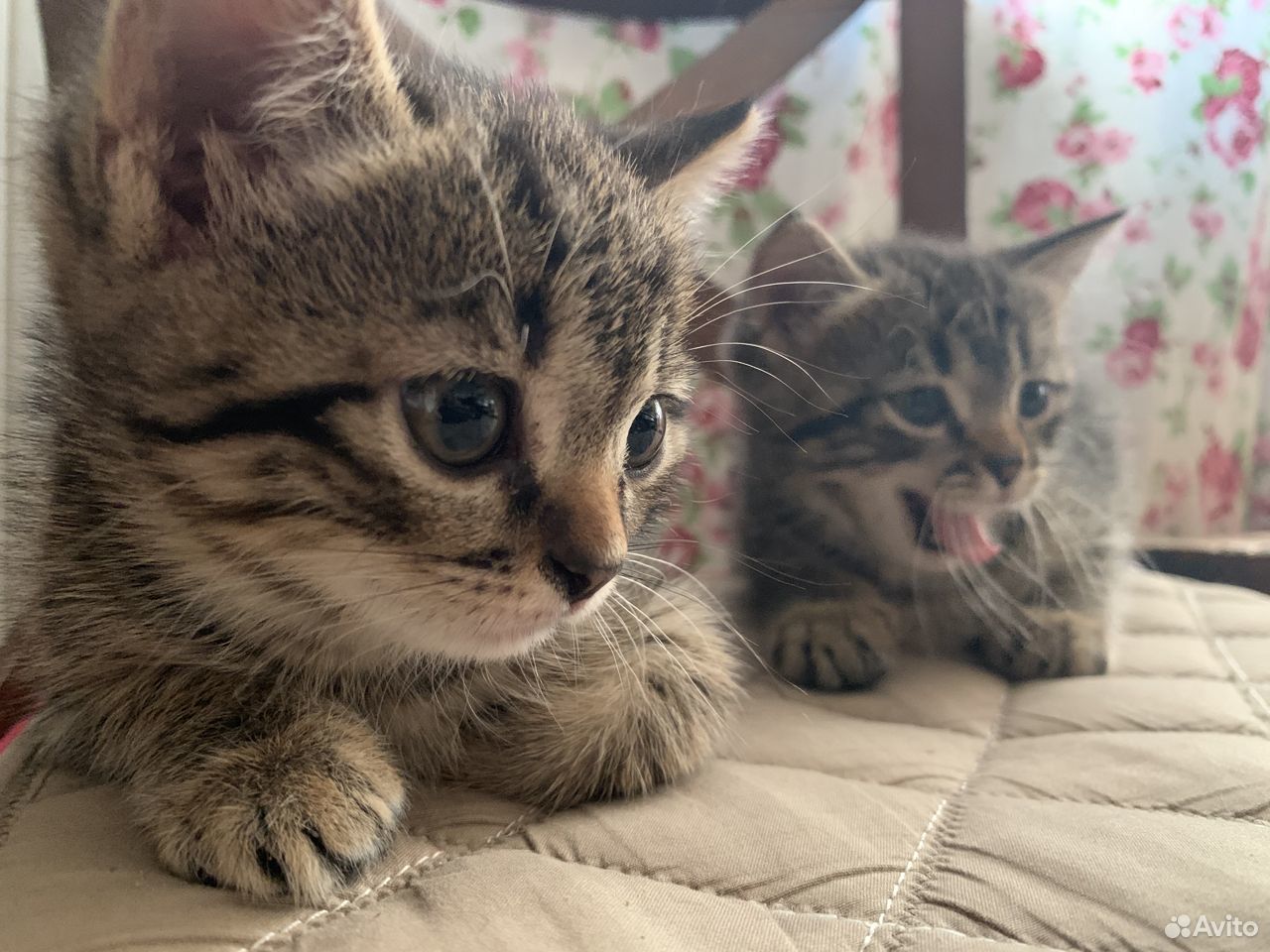 Котенок от британки,1 месяц