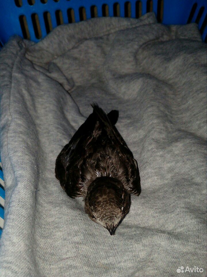 Птенец стрижа