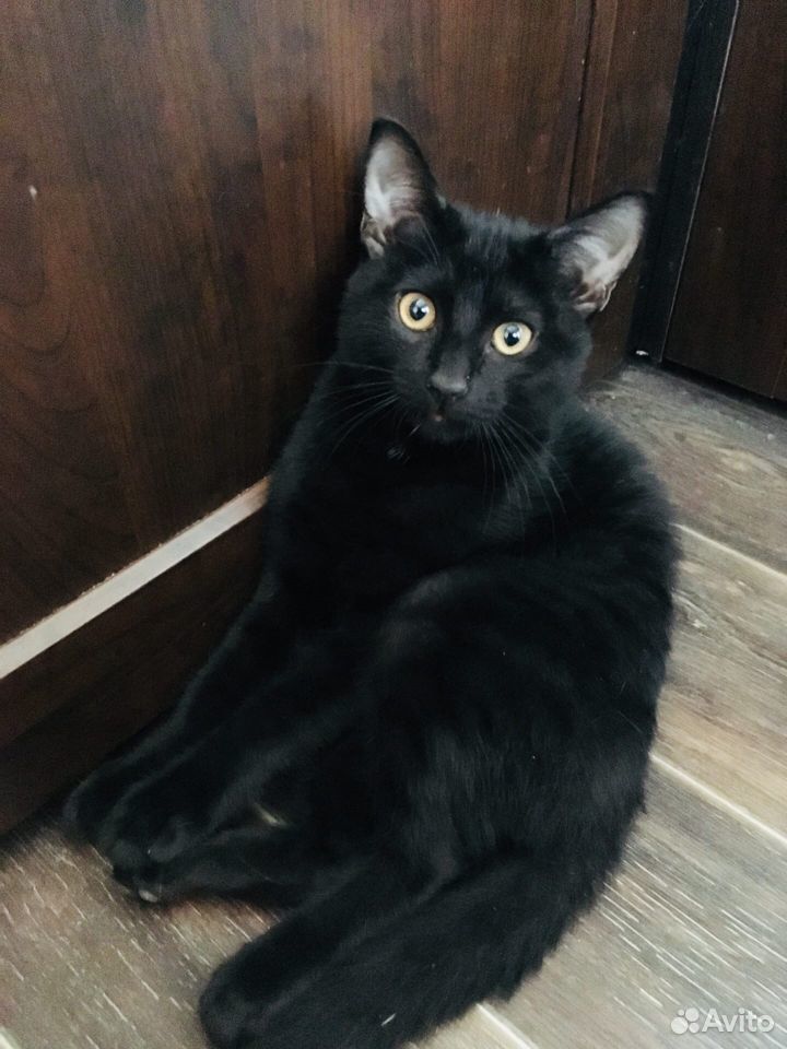 Кошка