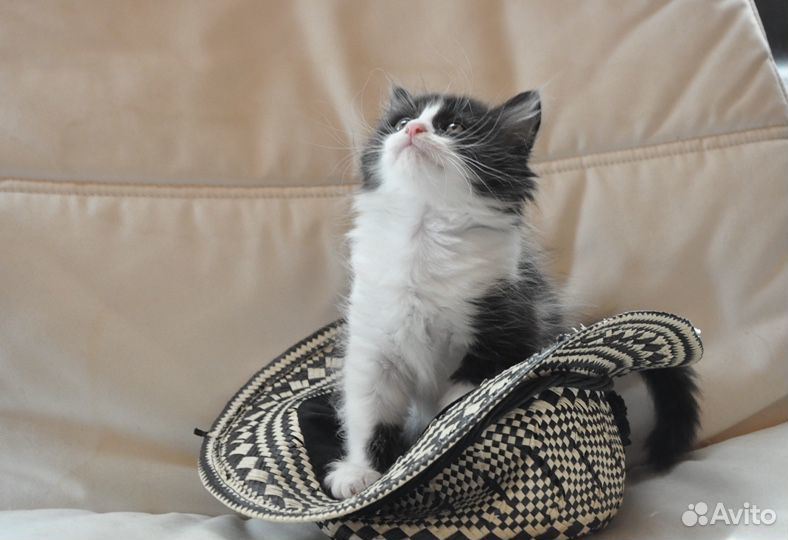 Котенок, мальчик, 1,5 месяца