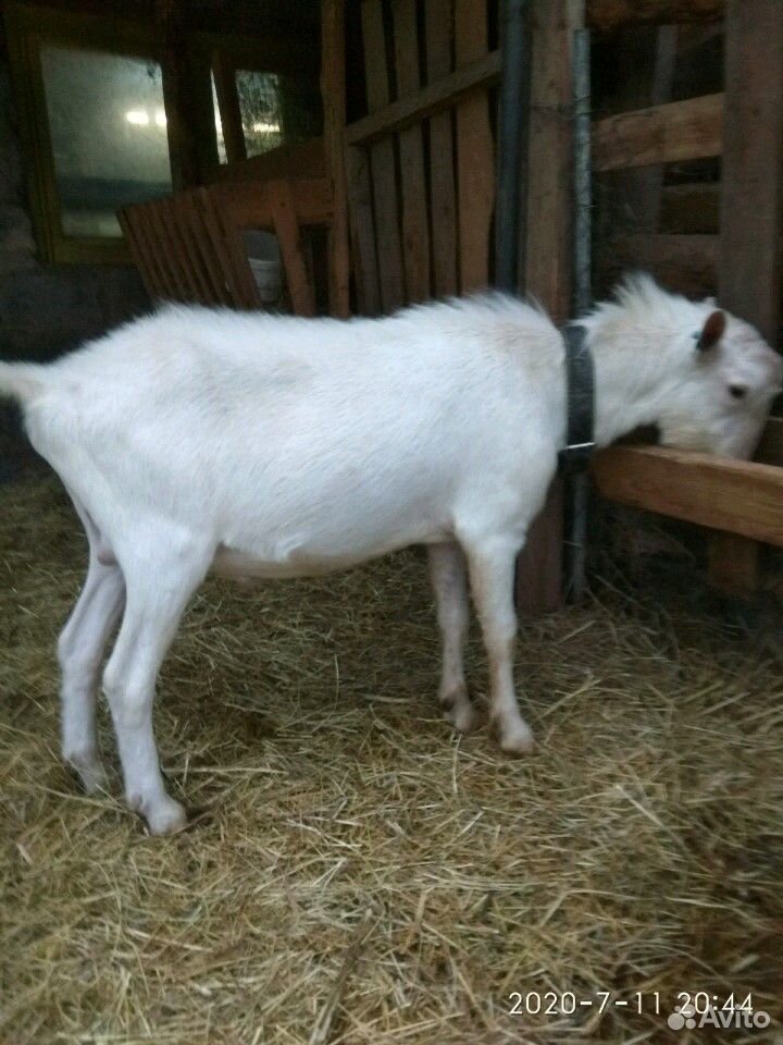 Зааненский козел