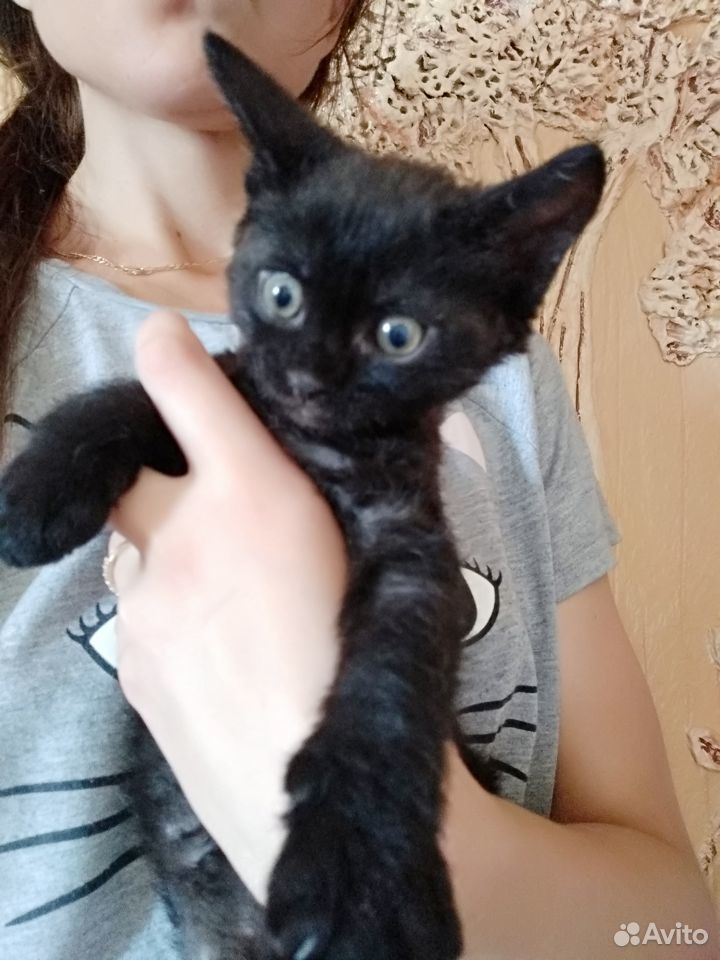 Кучерявый породистый котенок