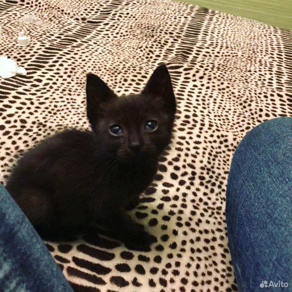 Котёнок Жужа