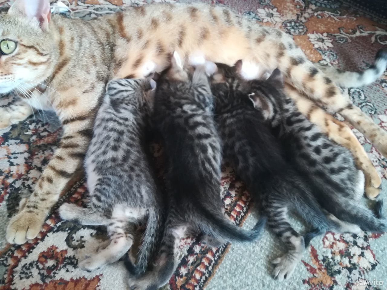 Котик метис бенгала