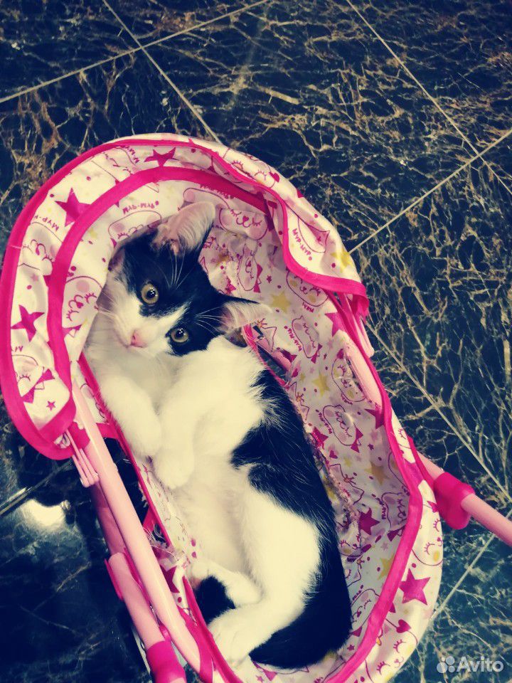 Кузя котенок