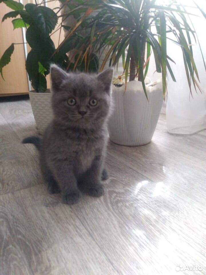 Британская кошечка