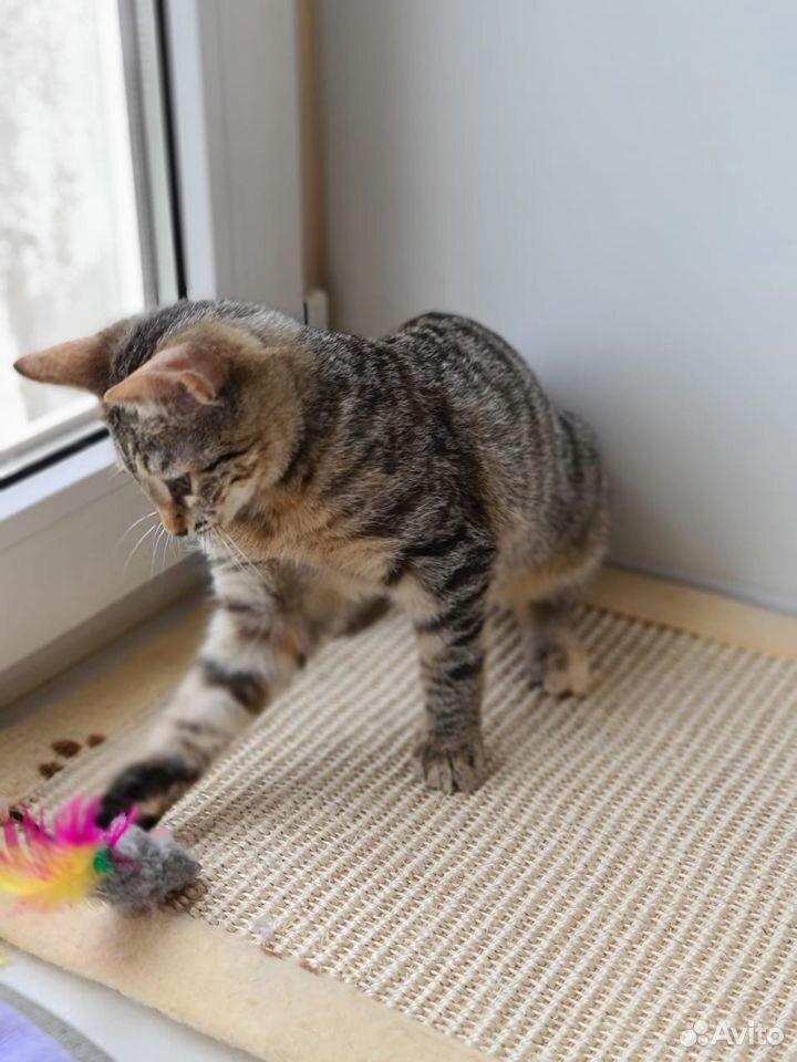 Котенок в добрые руки