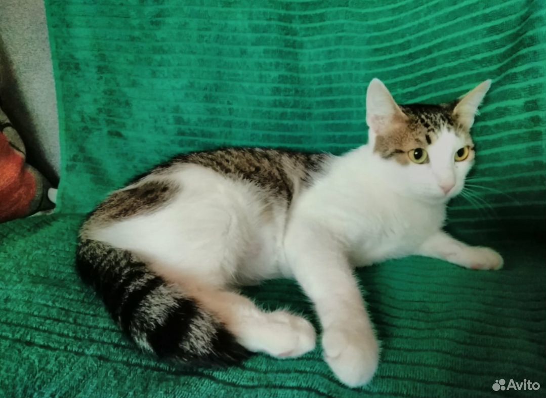 Молодая стерилизованная кошечка Стеша