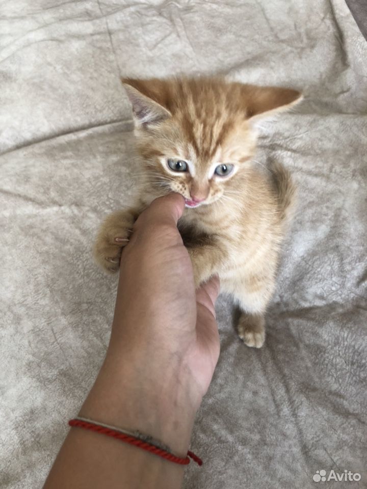 Кот -Тигруня