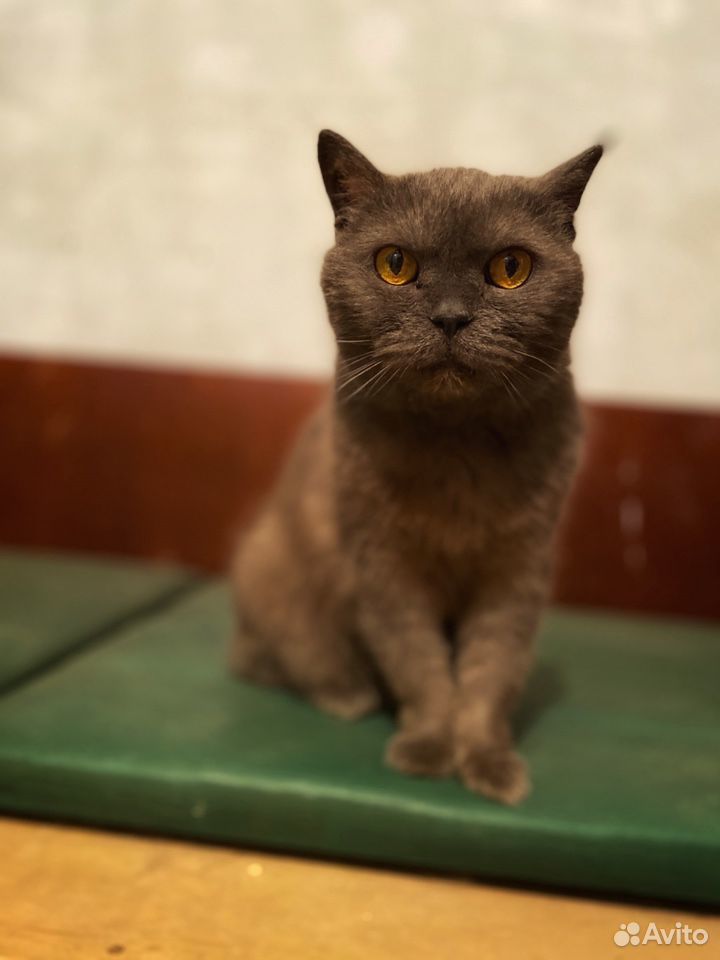 В добрые руки