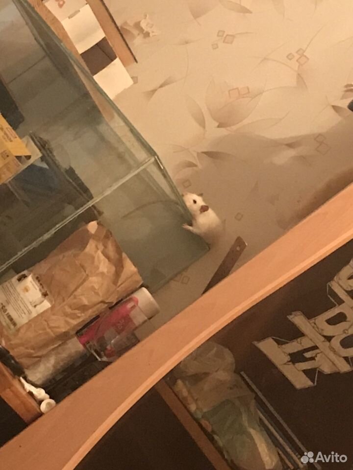 Маленькие крыски