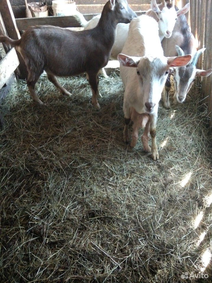 Козы дойные
