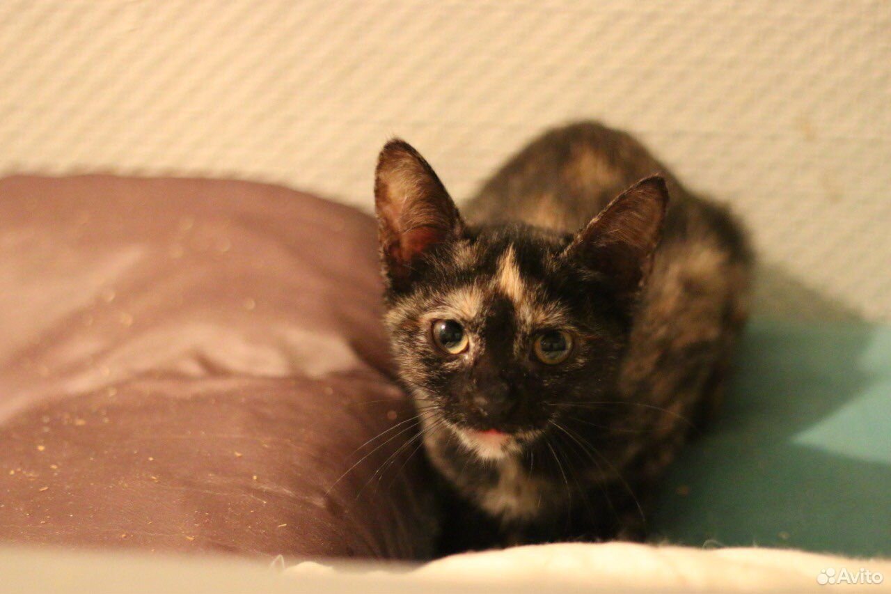 Маленькая черепашка ищет семью