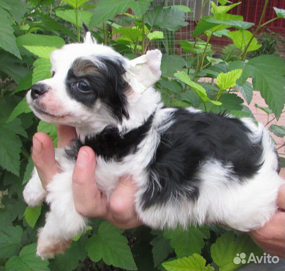 Пуховый китайчик, нарядный мальчик